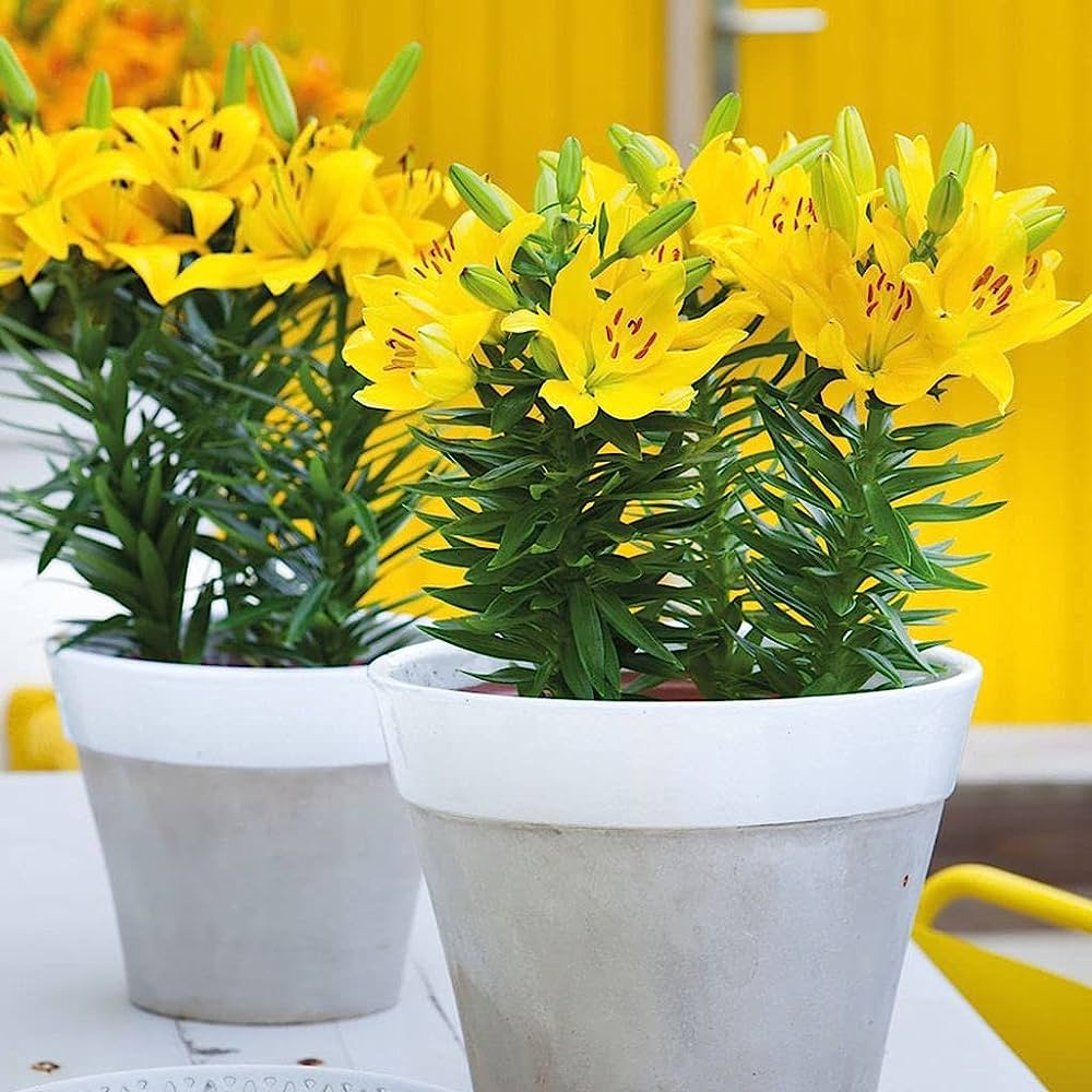 Bloom Basket | Exclusive & Authentic Products At one Place